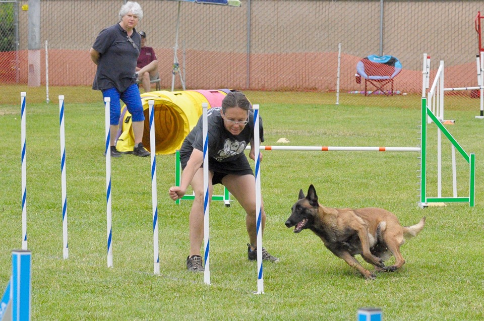 This One Time at Dog Agility Class - Journey Agility Dog Training & Behavior
