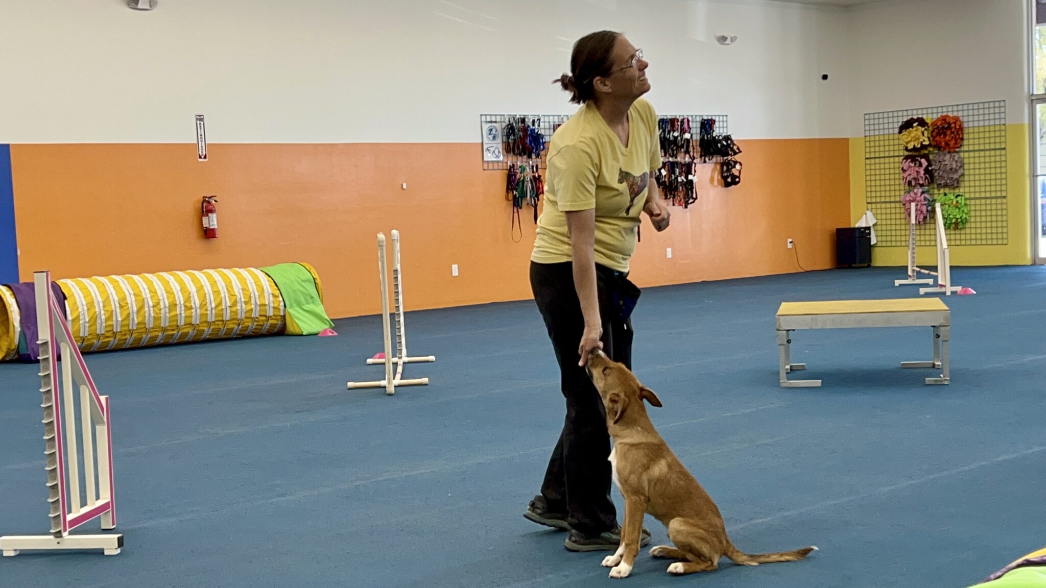 Puppy Classes - Journey Agility Dog Training & Behavior